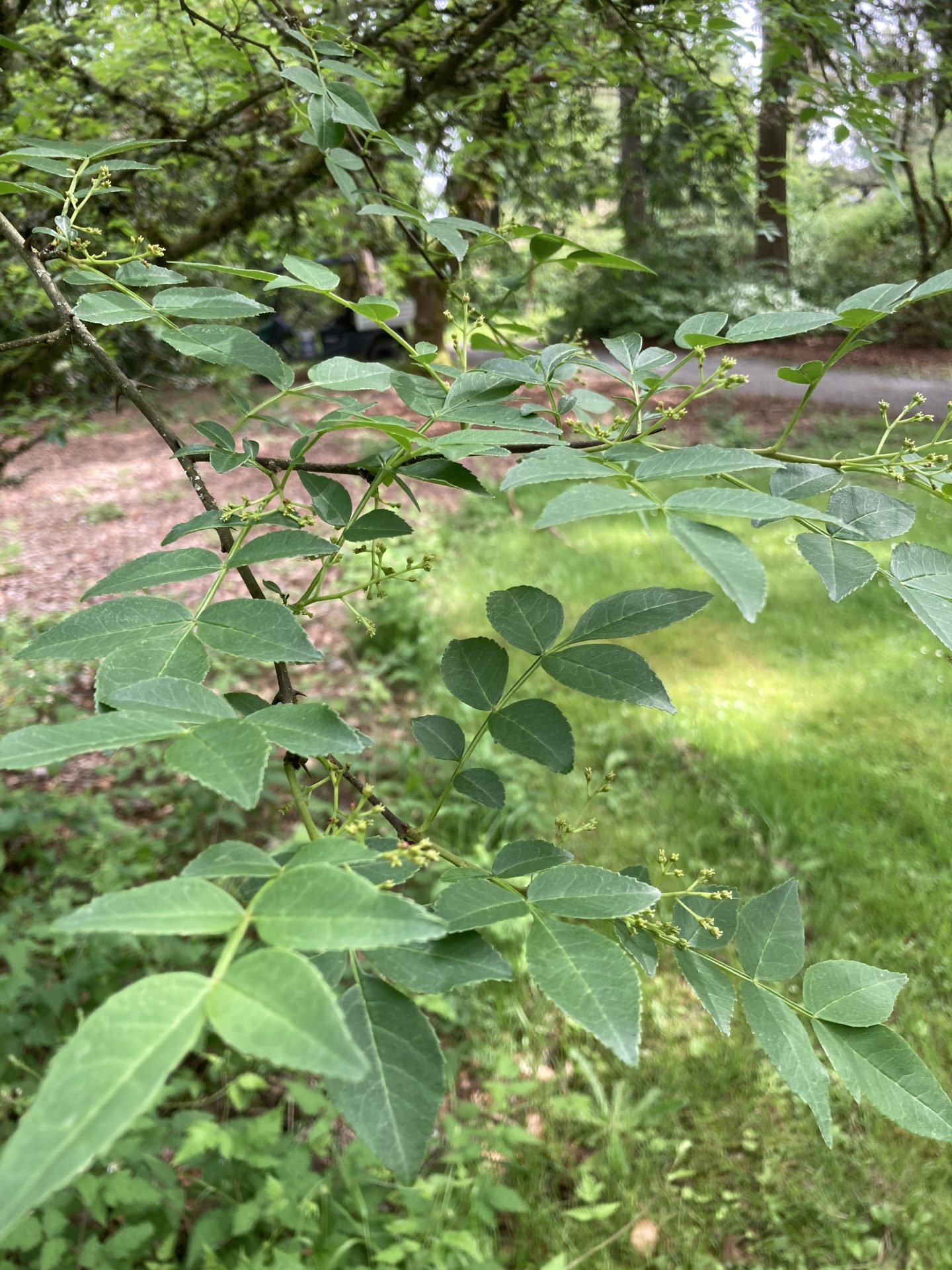 Selected Plants at the Washington Park Arboretum in honor of the Monday ...