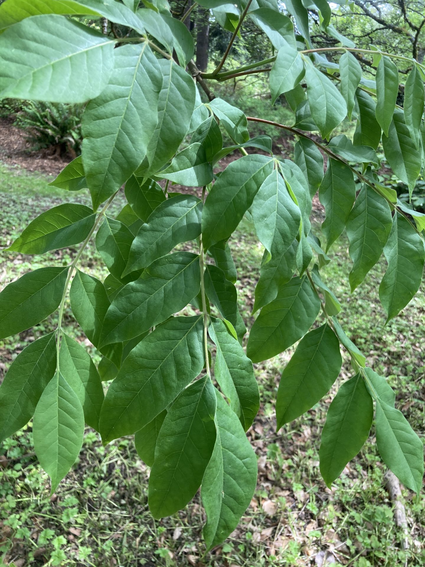 Selected Plants at the Washington Park Arboretum in honor of the Monday ...