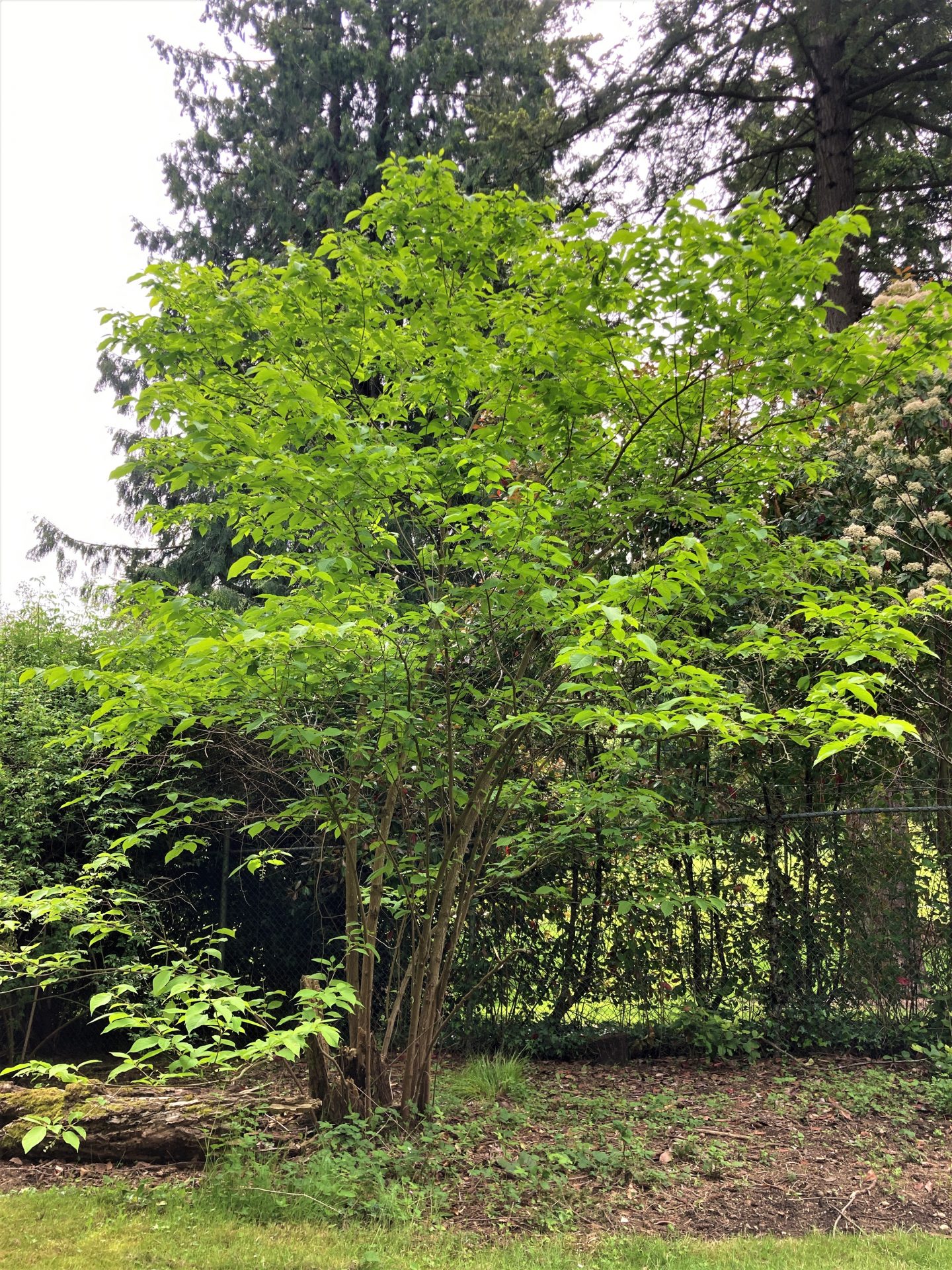 Selected Plants at the Washington Park Arboretum in honor of the Monday ...