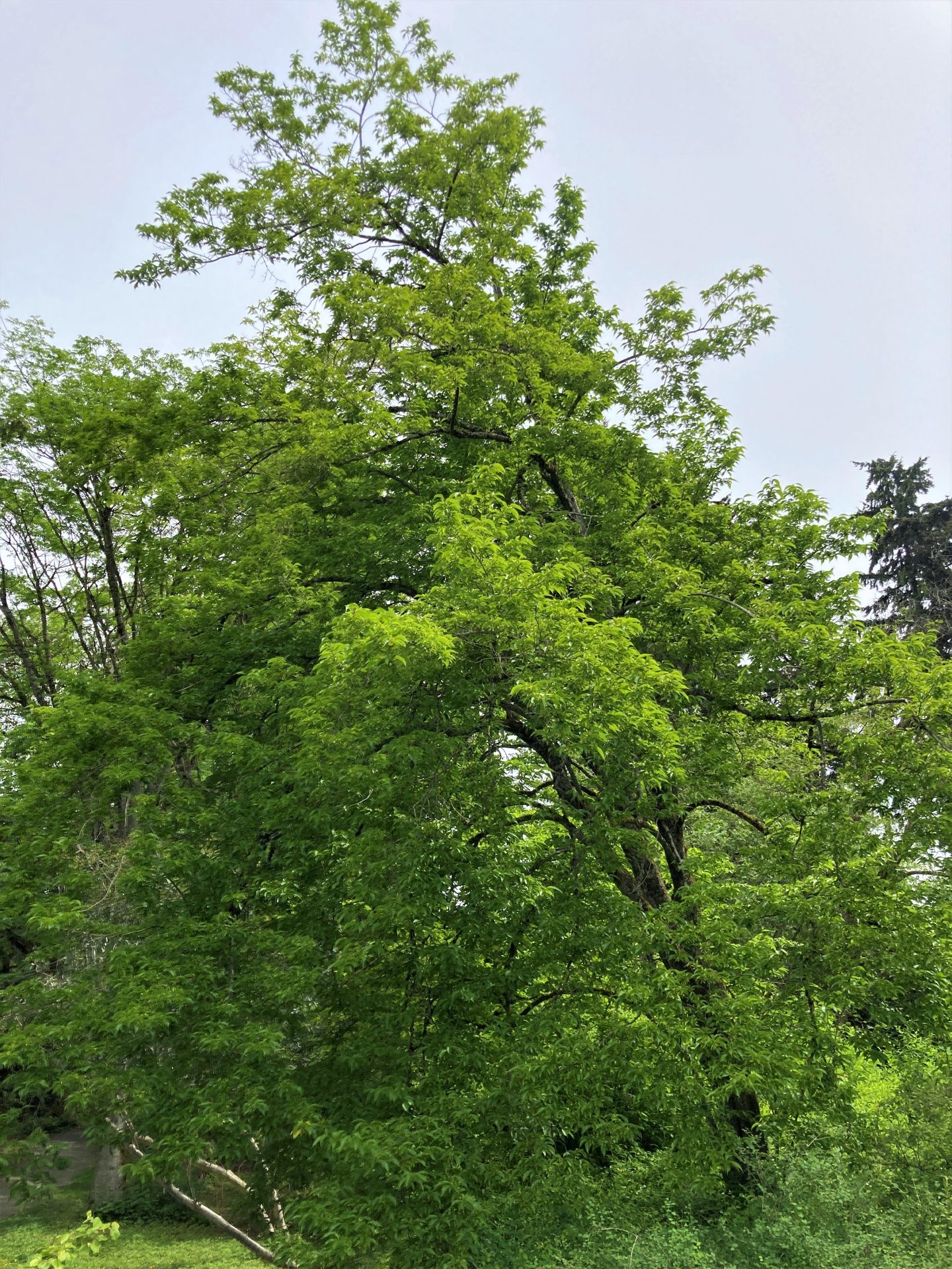 Selected Plants at the Washington Park Arboretum in honor of the Monday ...