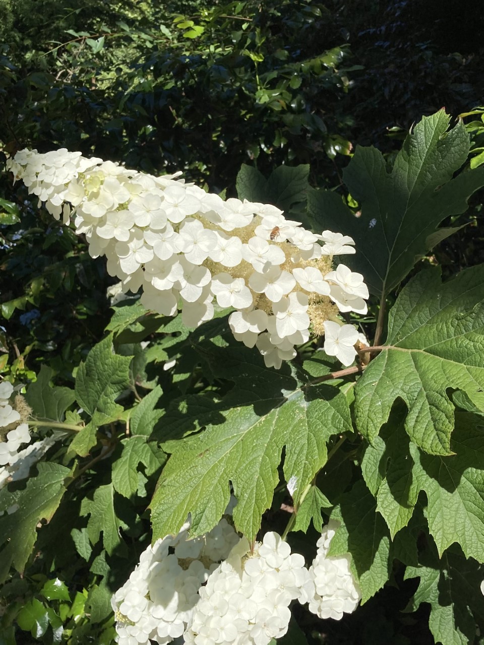 Hydrangea Heaven at the Washington Park Arboretum