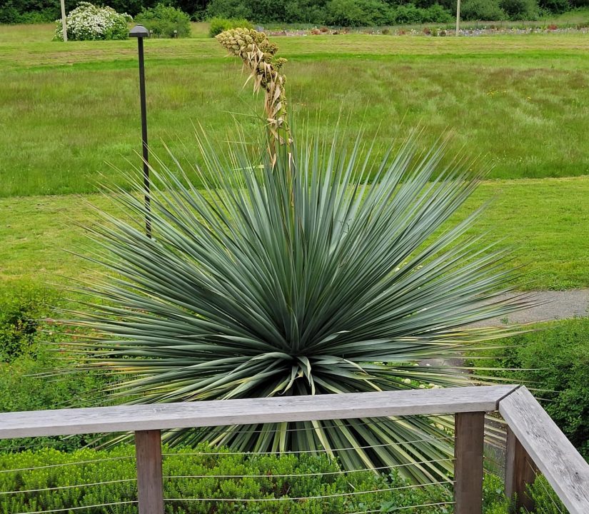 August 2022 Plant Profile: Nolina nelsonii