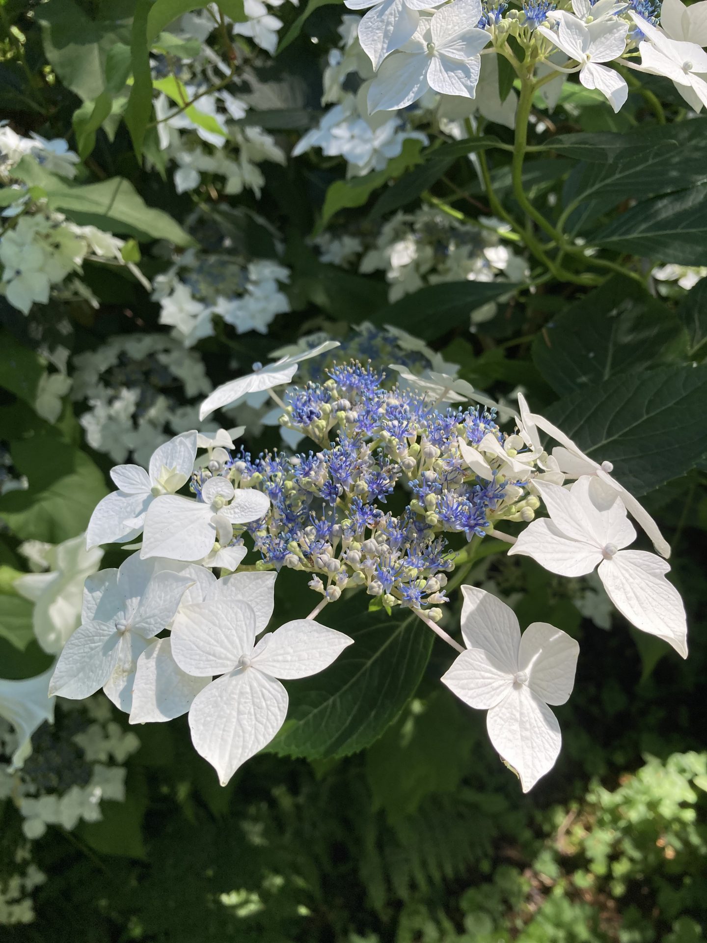 Hydrangea Heaven at the Washington Park Arboretum