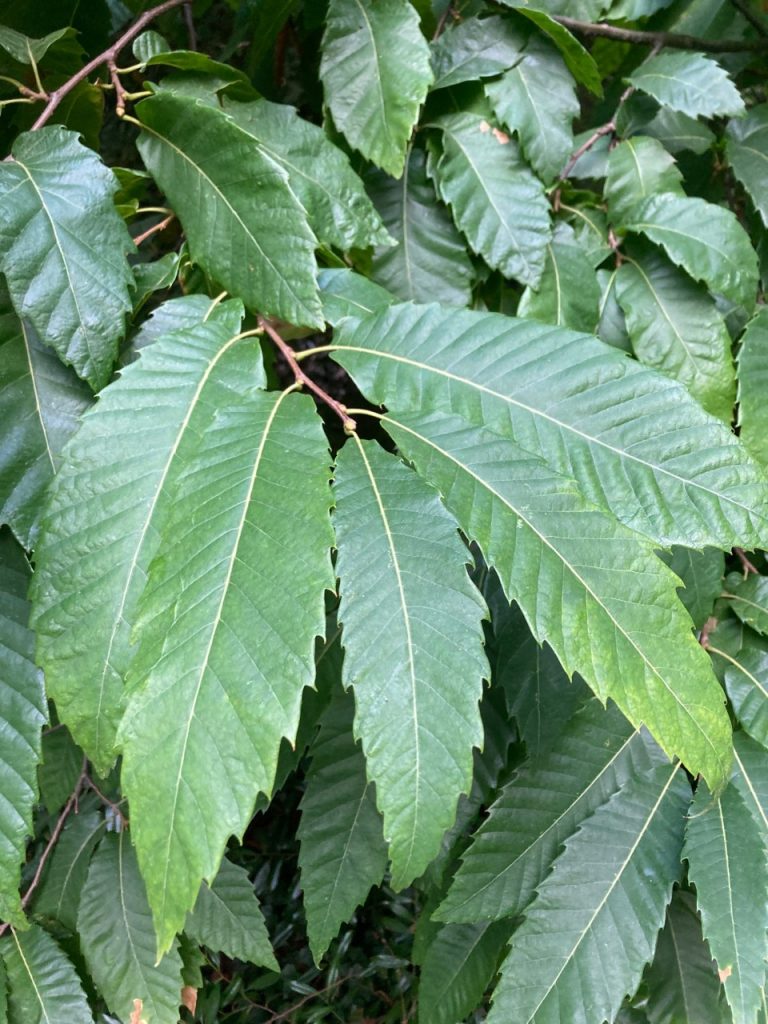 Late Summer Selections at the Washington Park Arboretum