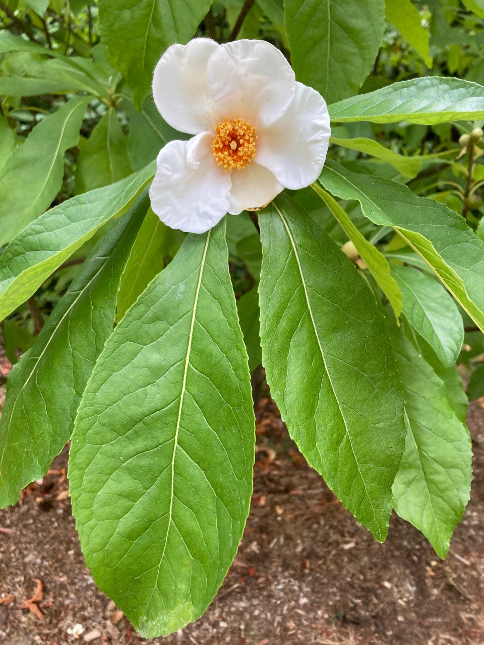 Late Summer Selections at the Washington Park Arboretum