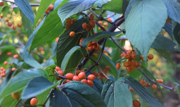 Beautiful foliage that isn’t ready to leaf (leave) the Washington Park ...