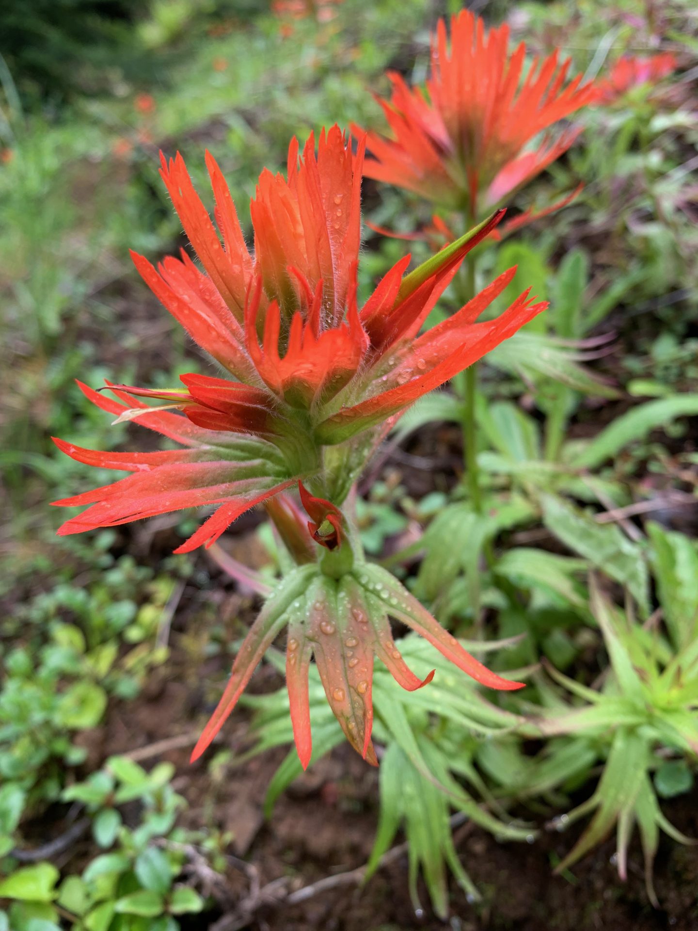 Plant Profile Chamber’s Paintbrush