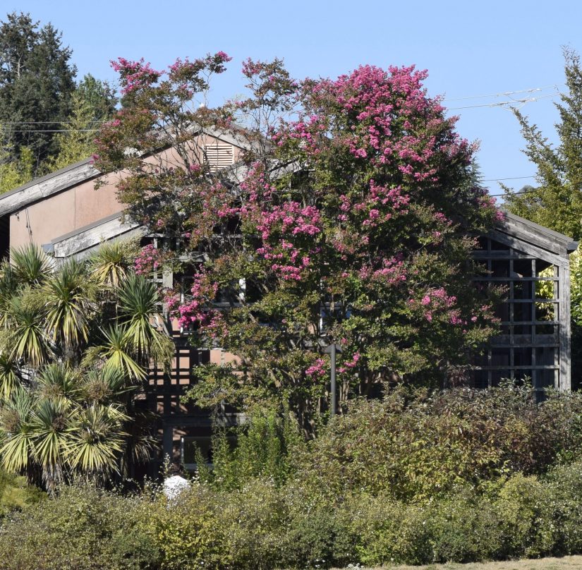 October 2022 Plant Profile: Crape Myrtle