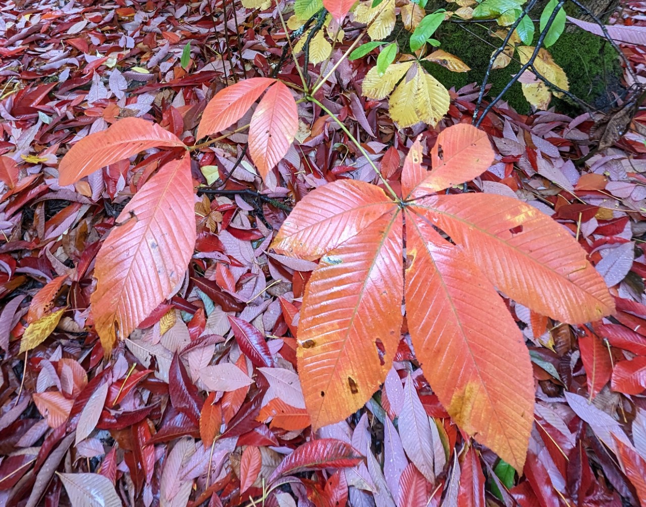 Fantastic Fall Colors at the Washington Park Arboretum