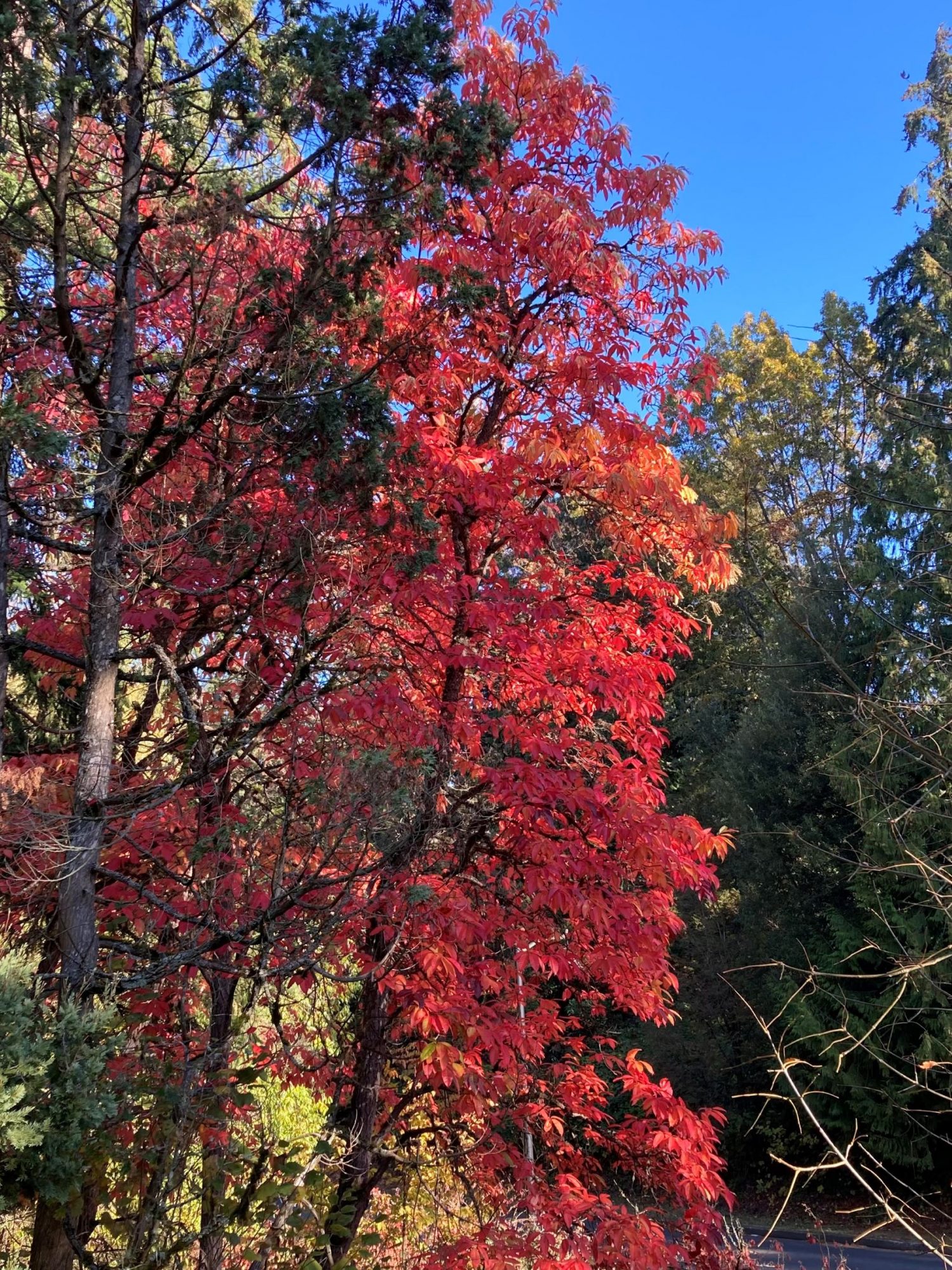 “The Hunt for Red November” – Brilliant Reds of the Autumn Landscape