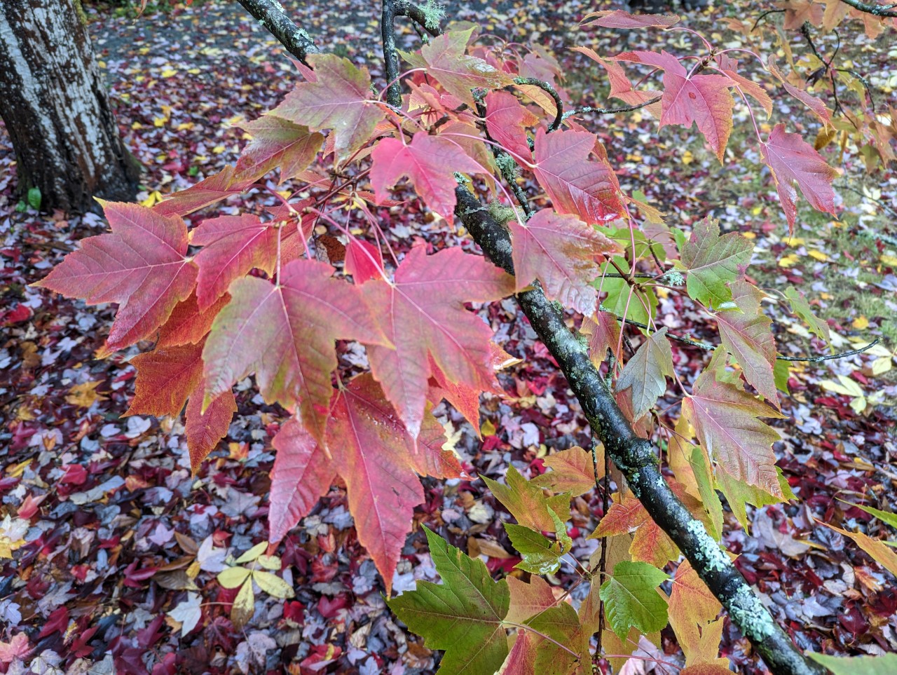 Fantastic Fall Colors at the Washington Park Arboretum