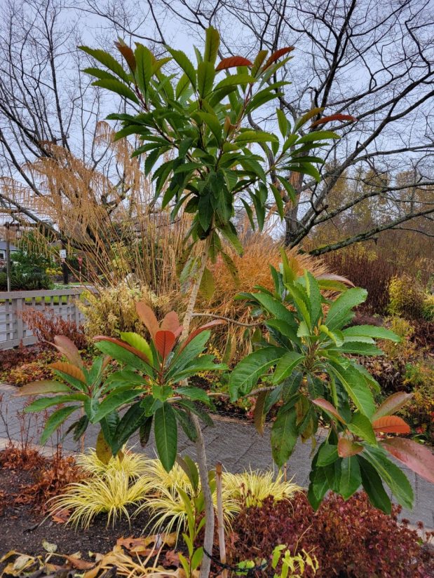 December Plant Profile: Bronze Loquat