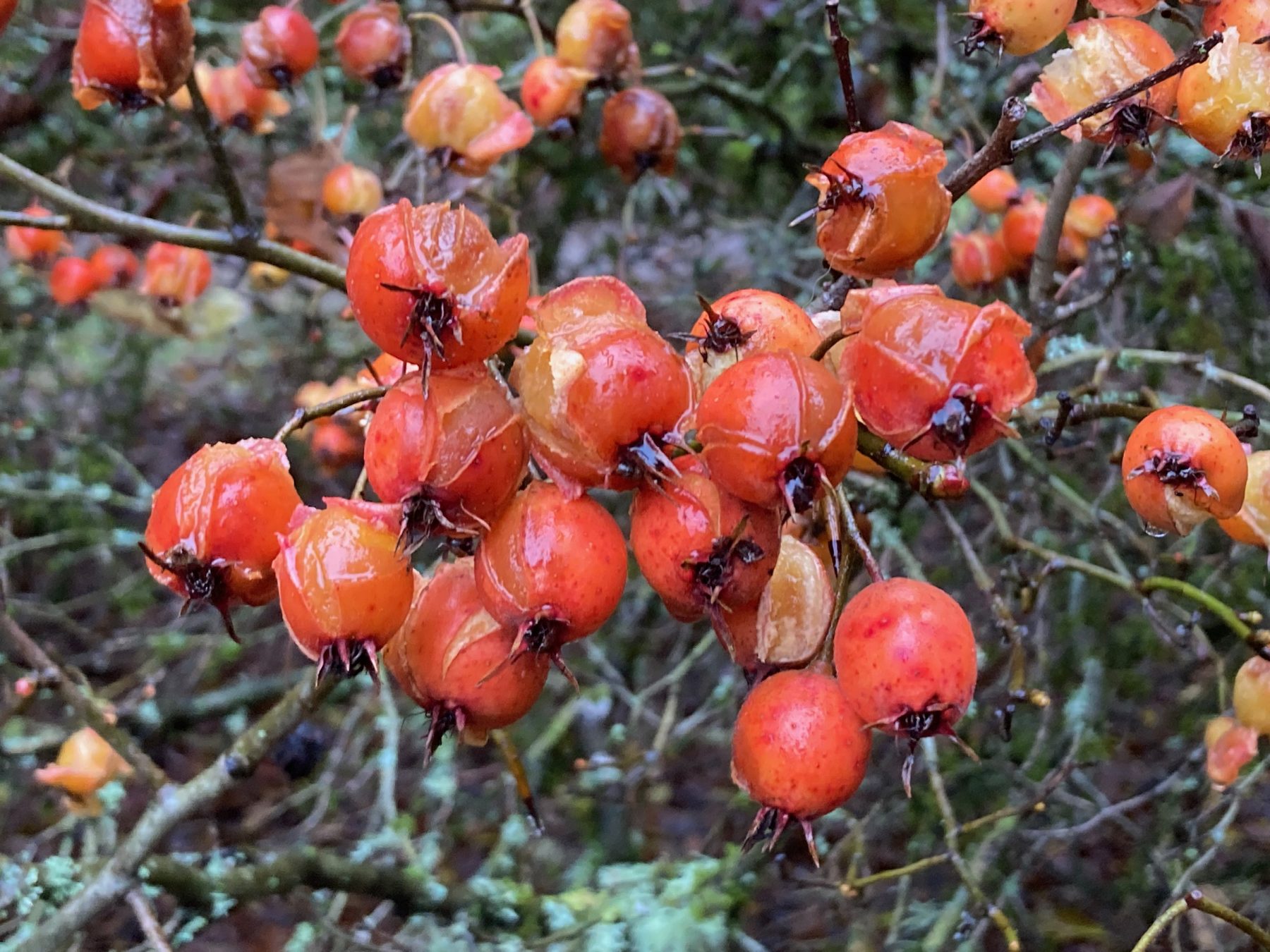 New Year Adornments at the Washington Park Arboretum