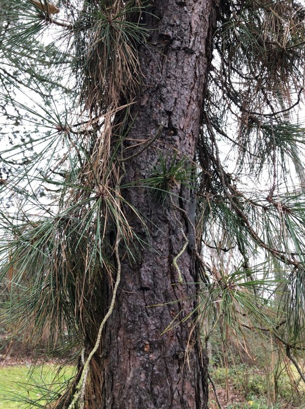 January 2023 Plant Profile: Pitch Pine