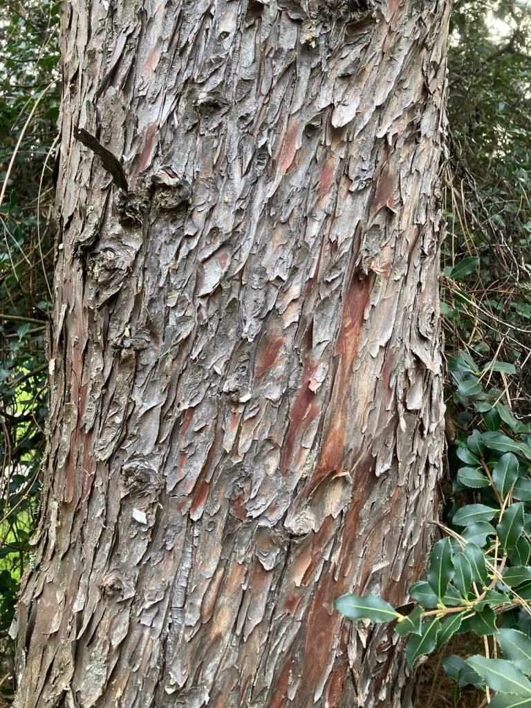 February 2023 Plant Profile: Baker Cypress