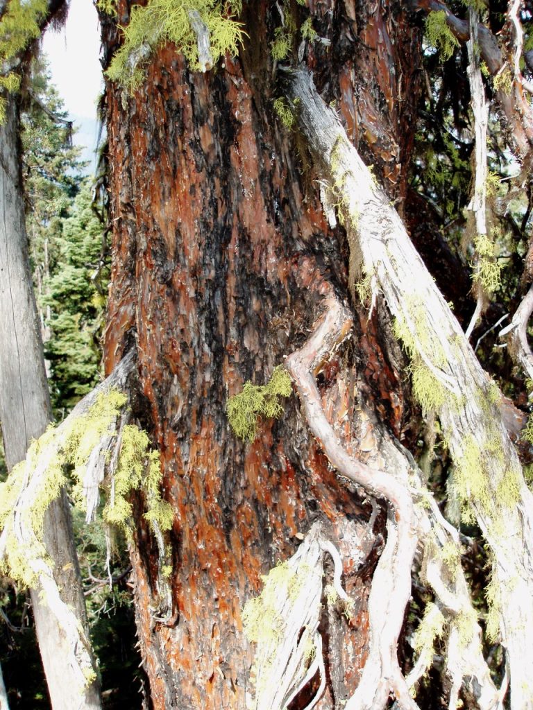 February 2023 Plant Profile: Baker Cypress