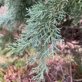 February 2023 Plant Profile: Baker Cypress