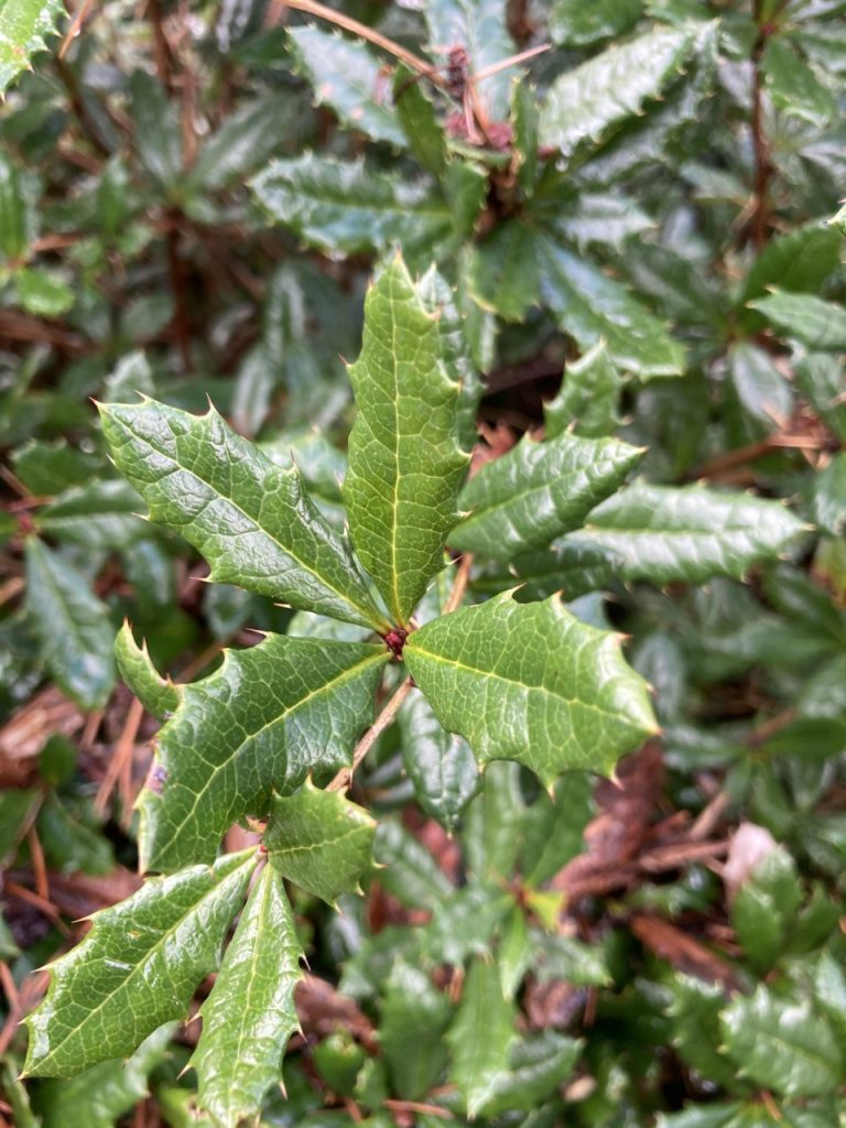 Evergreen Barberries at the Washington Park Arboretum