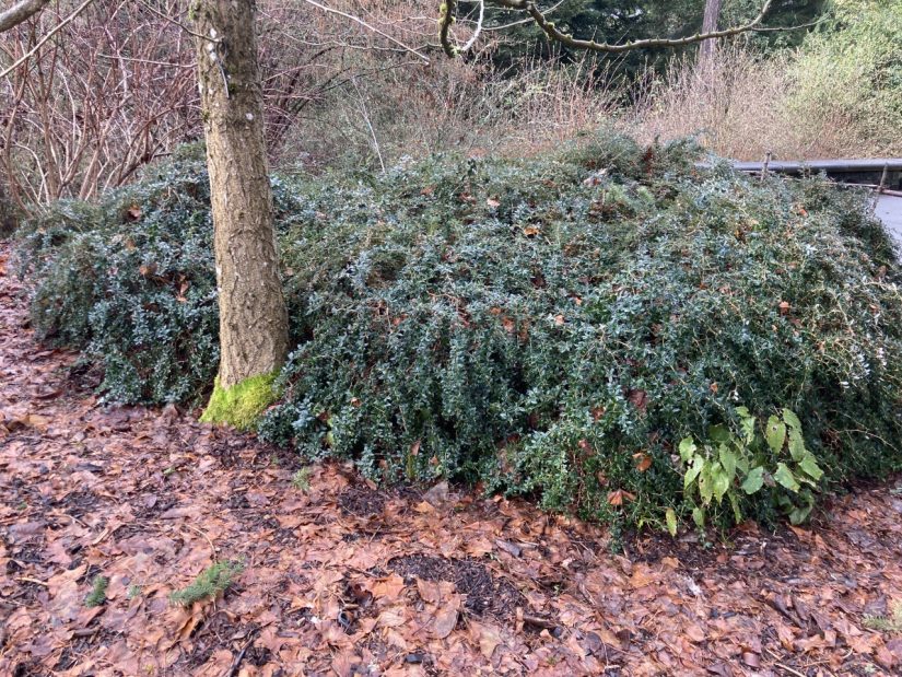 Evergreen Barberries at the Washington Park Arboretum