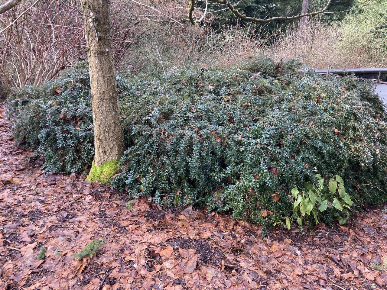 Evergreen Barberries at the Washington Park Arboretum
