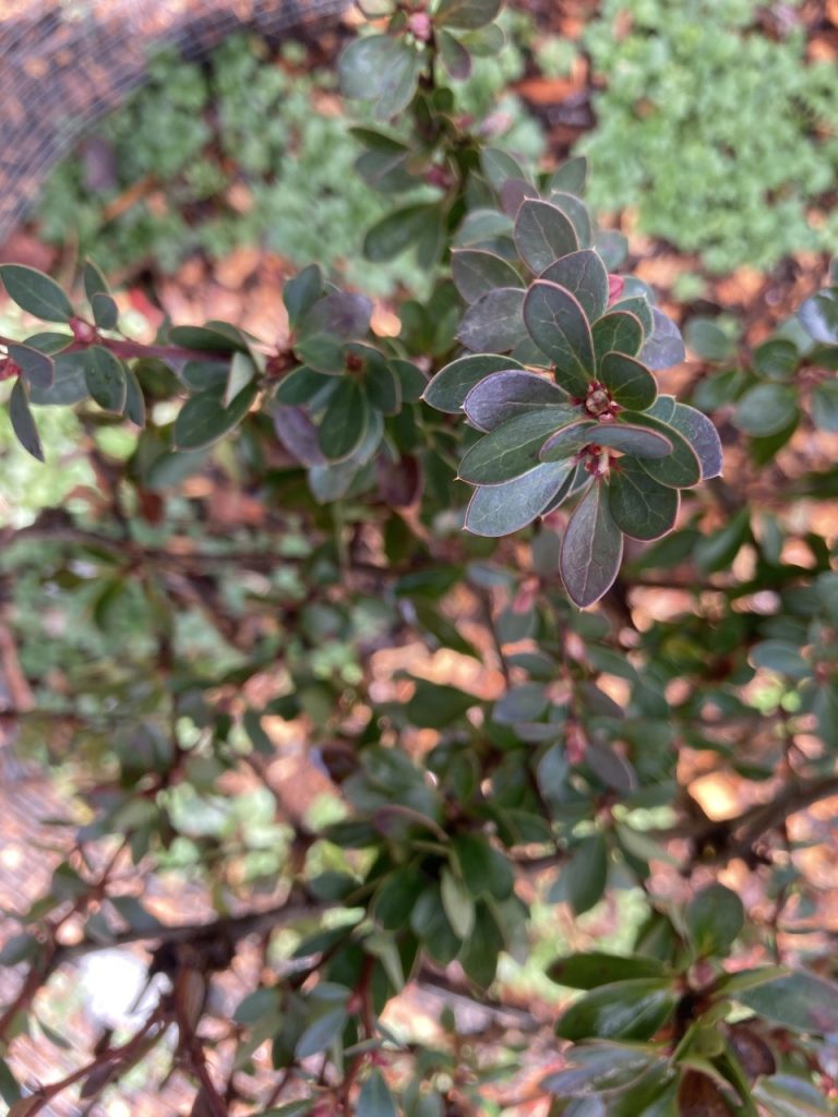 Evergreen Barberries at the Washington Park Arboretum