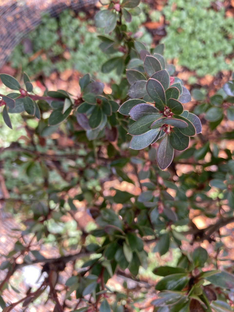 Evergreen Barberries at the Washington Park Arboretum