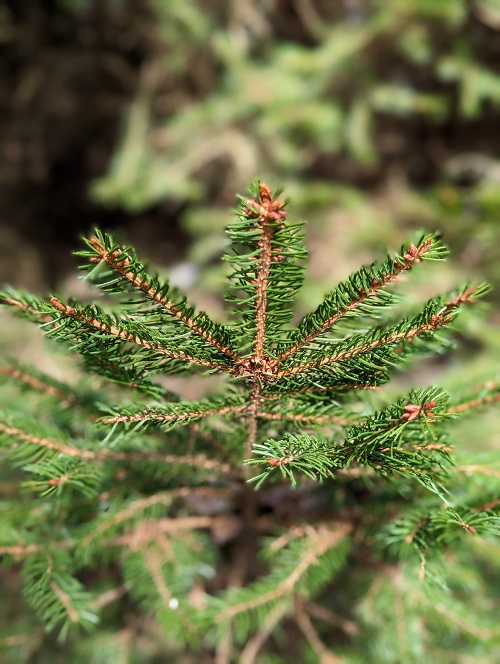 An Afternoon Walk at the Washington Park Arboretum