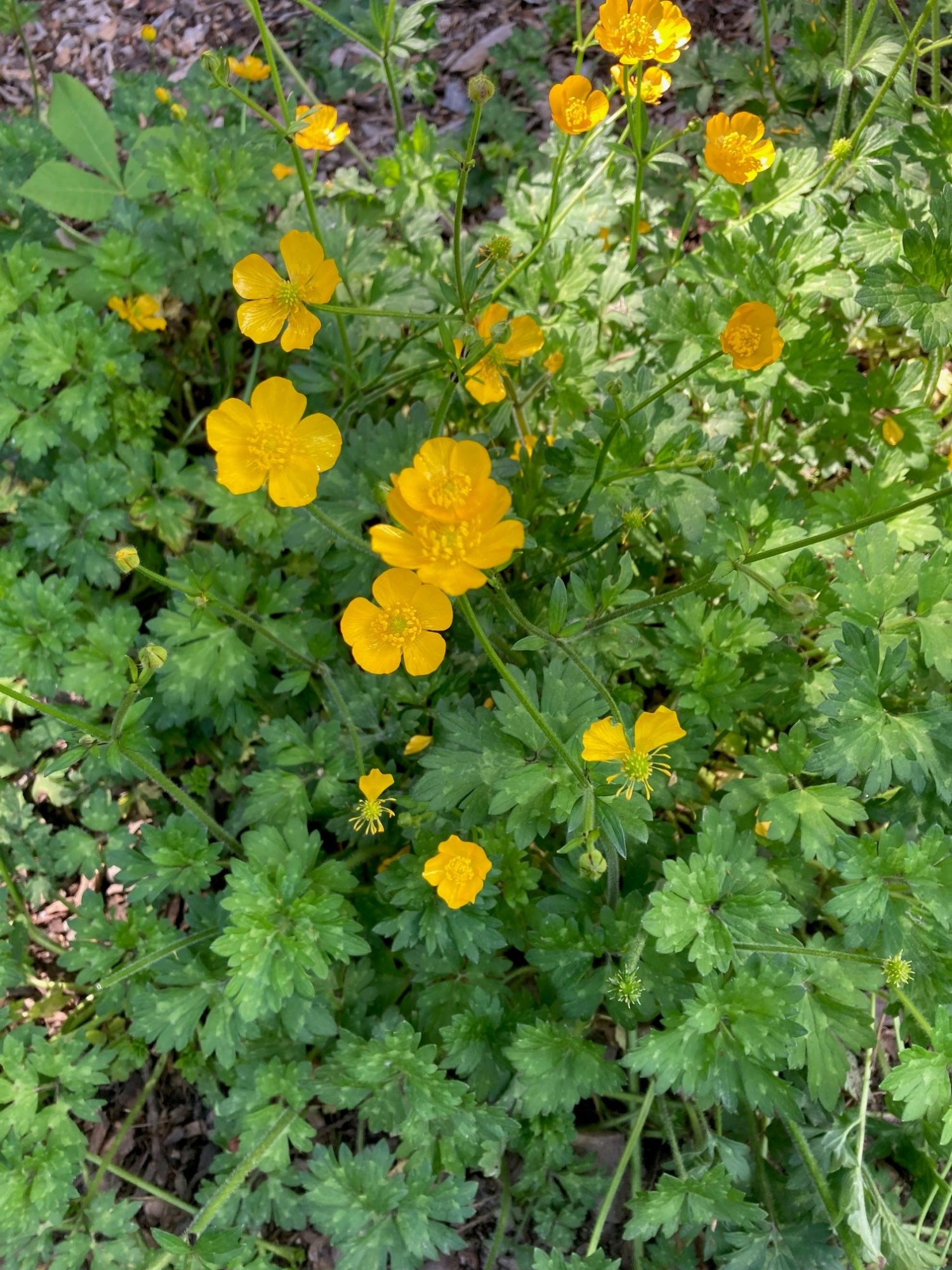 Some Undesirable Plants in the Washington Park Arboretum Display Beds