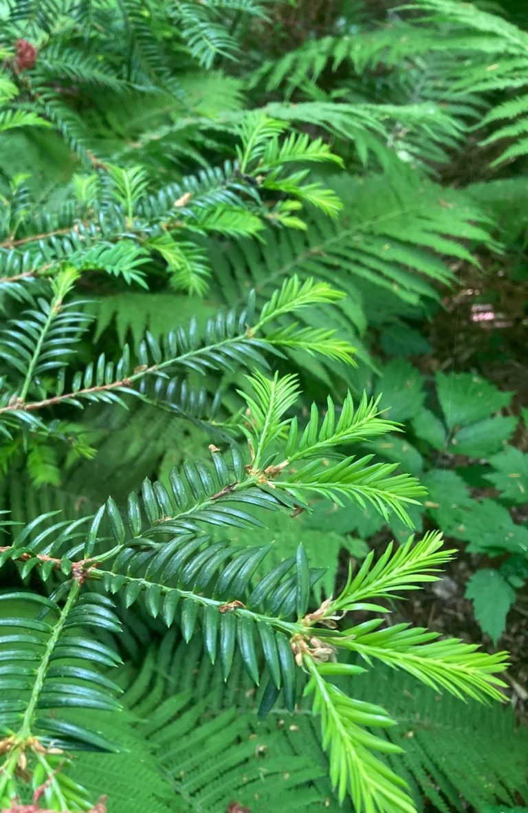 June 2023 Plant Profile: Japanese Nutmeg Tree