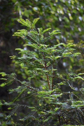 June 2023 Plant Profile: Japanese Nutmeg Tree
