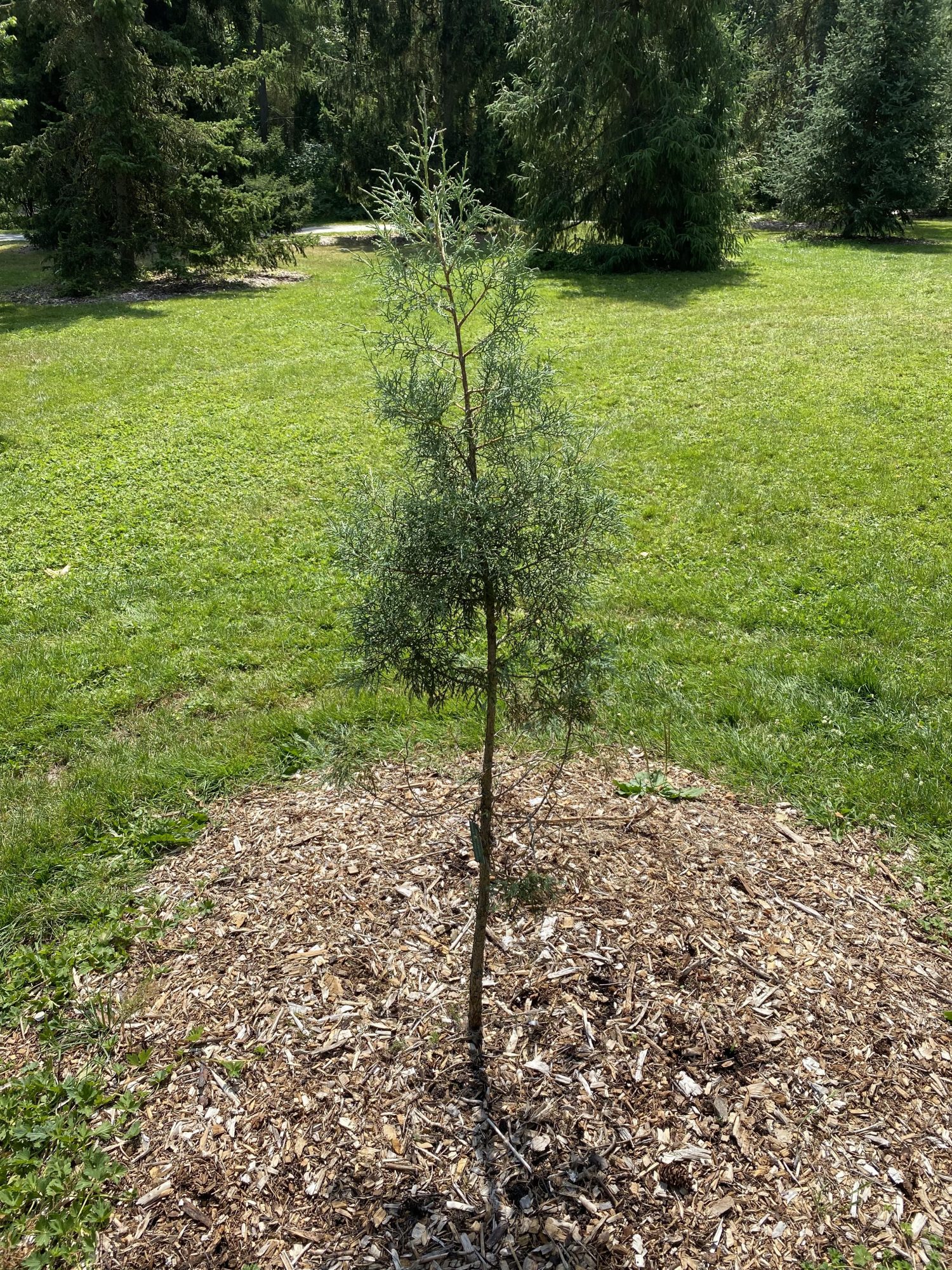 The Washington Park Arboretum: New Beginnings!