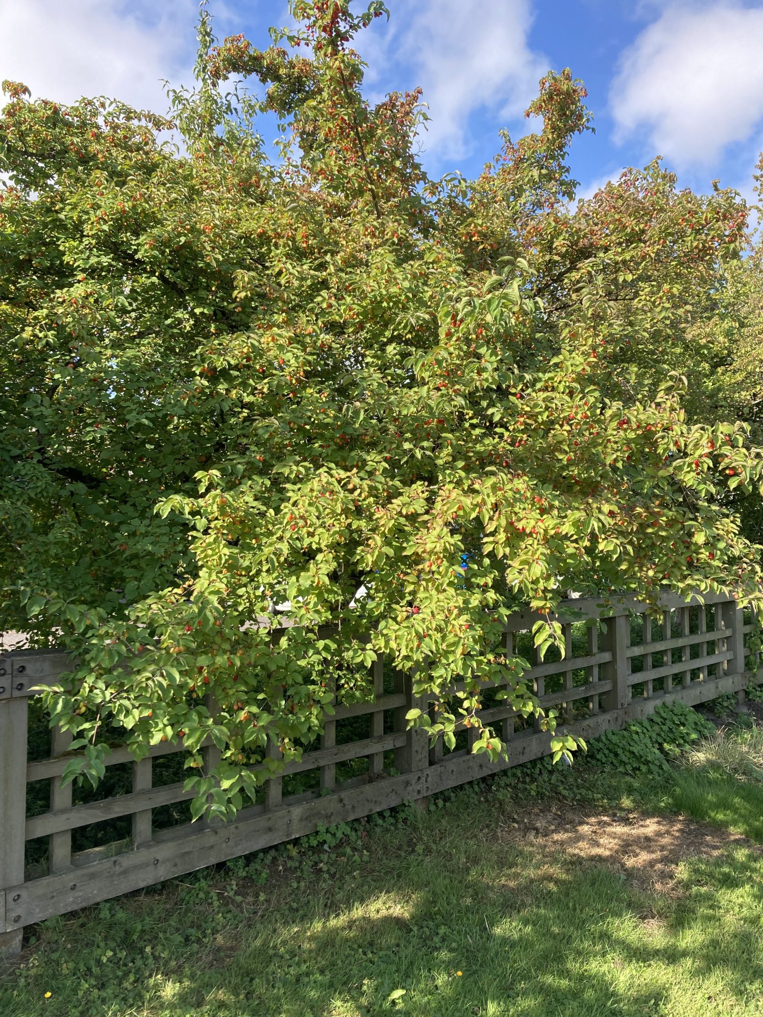 August 2023 Plant Profile: Cornelian Cherry