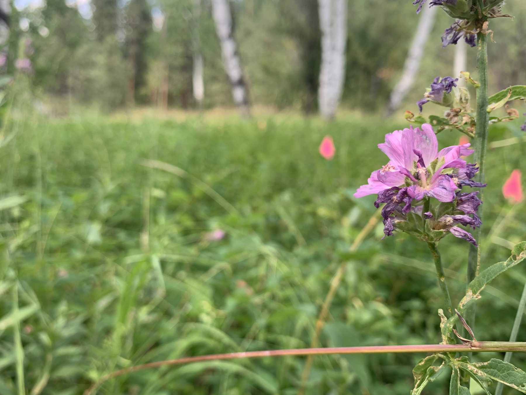 Restoring Habitat For Species Recovery