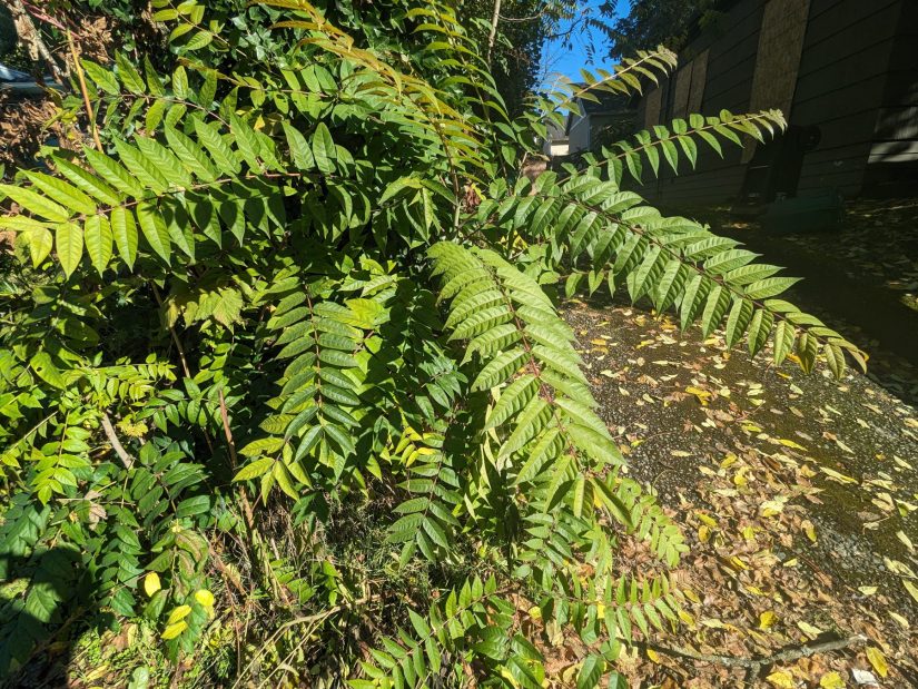 October Plant Profile: Tree of Heaven