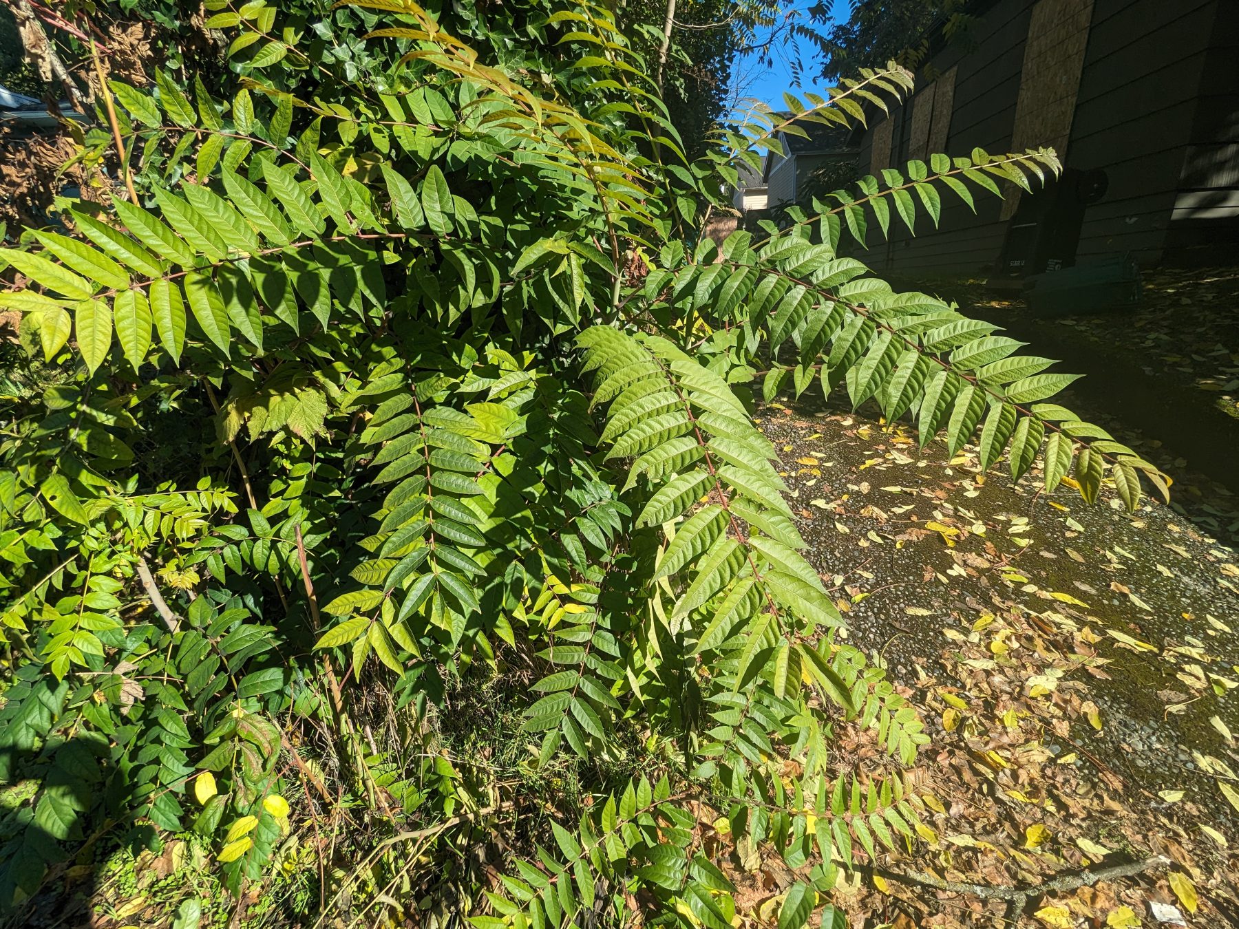 October Plant Profile: Tree of Heaven