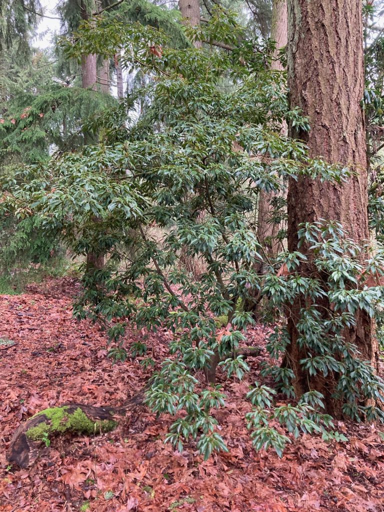February Plant Profile: Wheel Tree