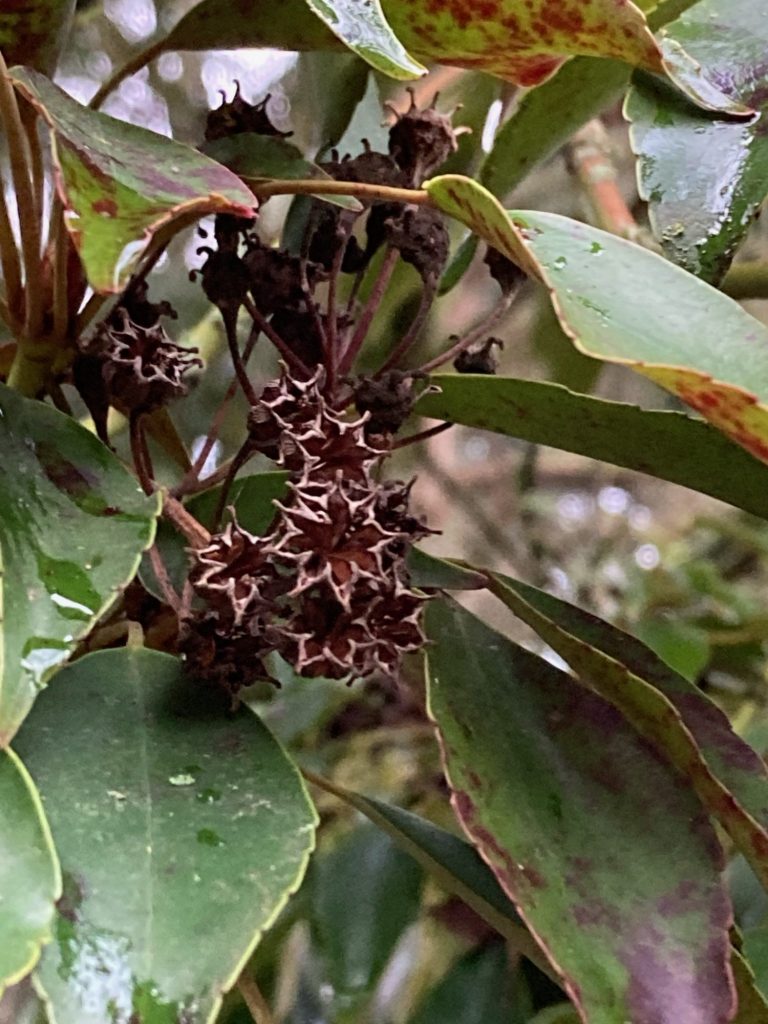 February Plant Profile: Wheel Tree