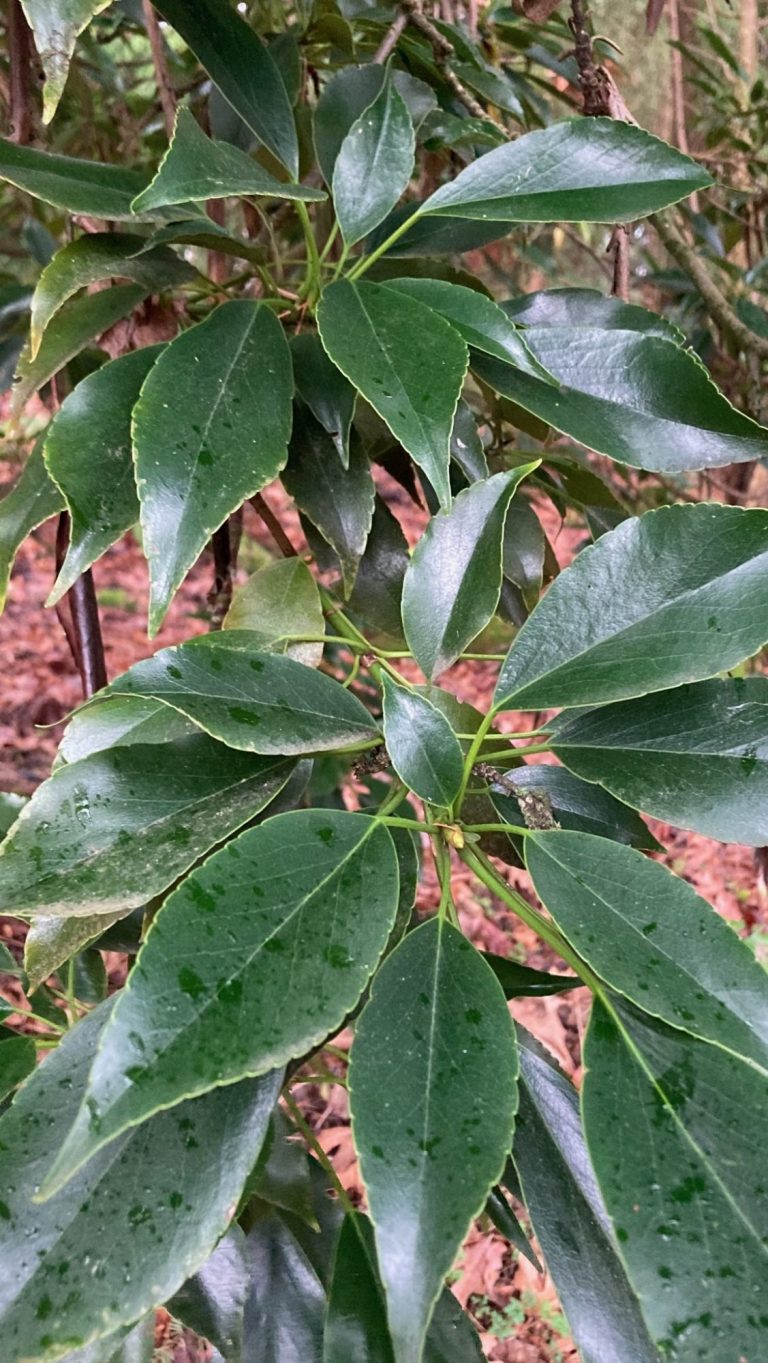 February Plant Profile: Wheel Tree