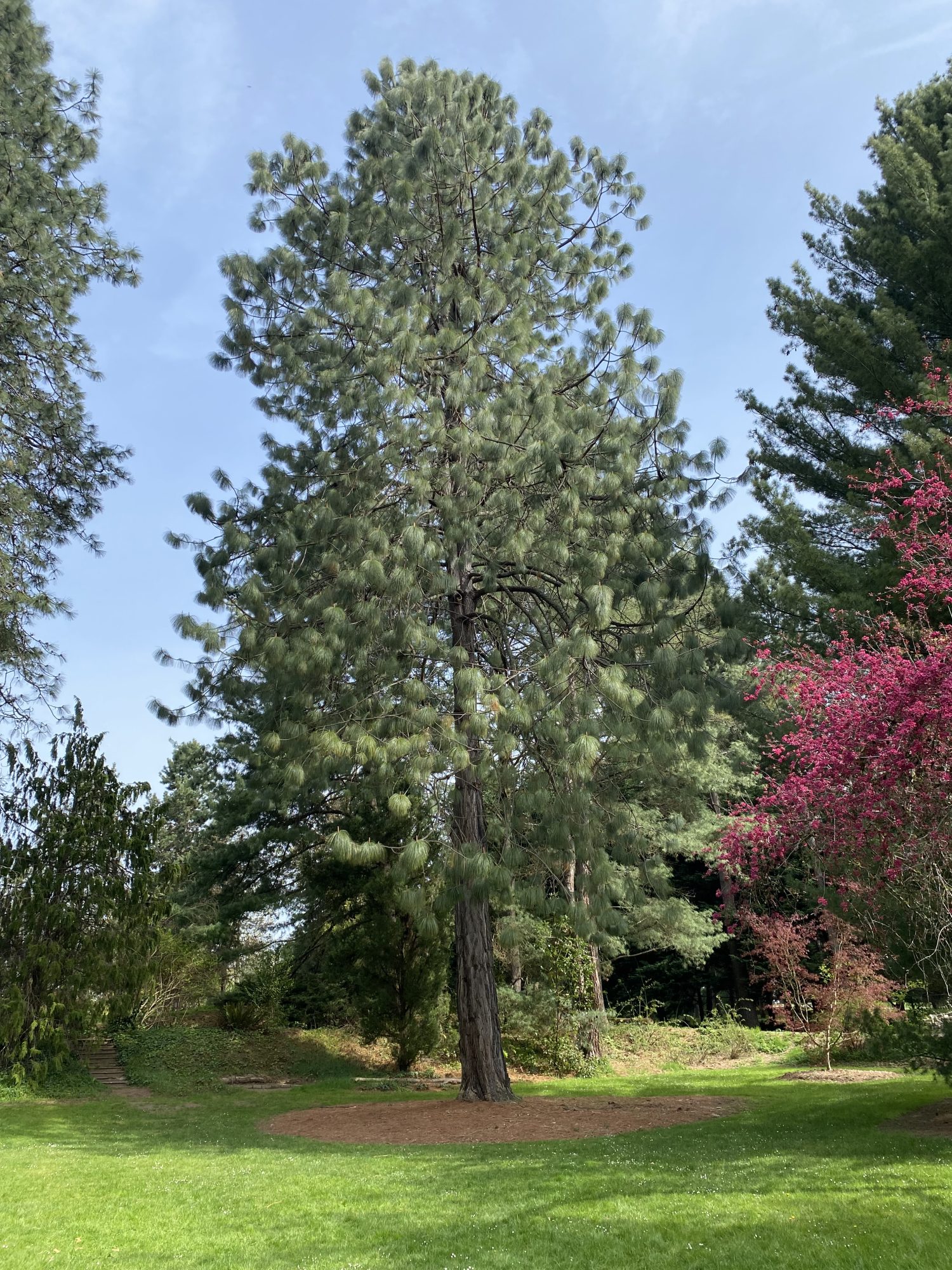 April Plant Profile: Montezuma Pine