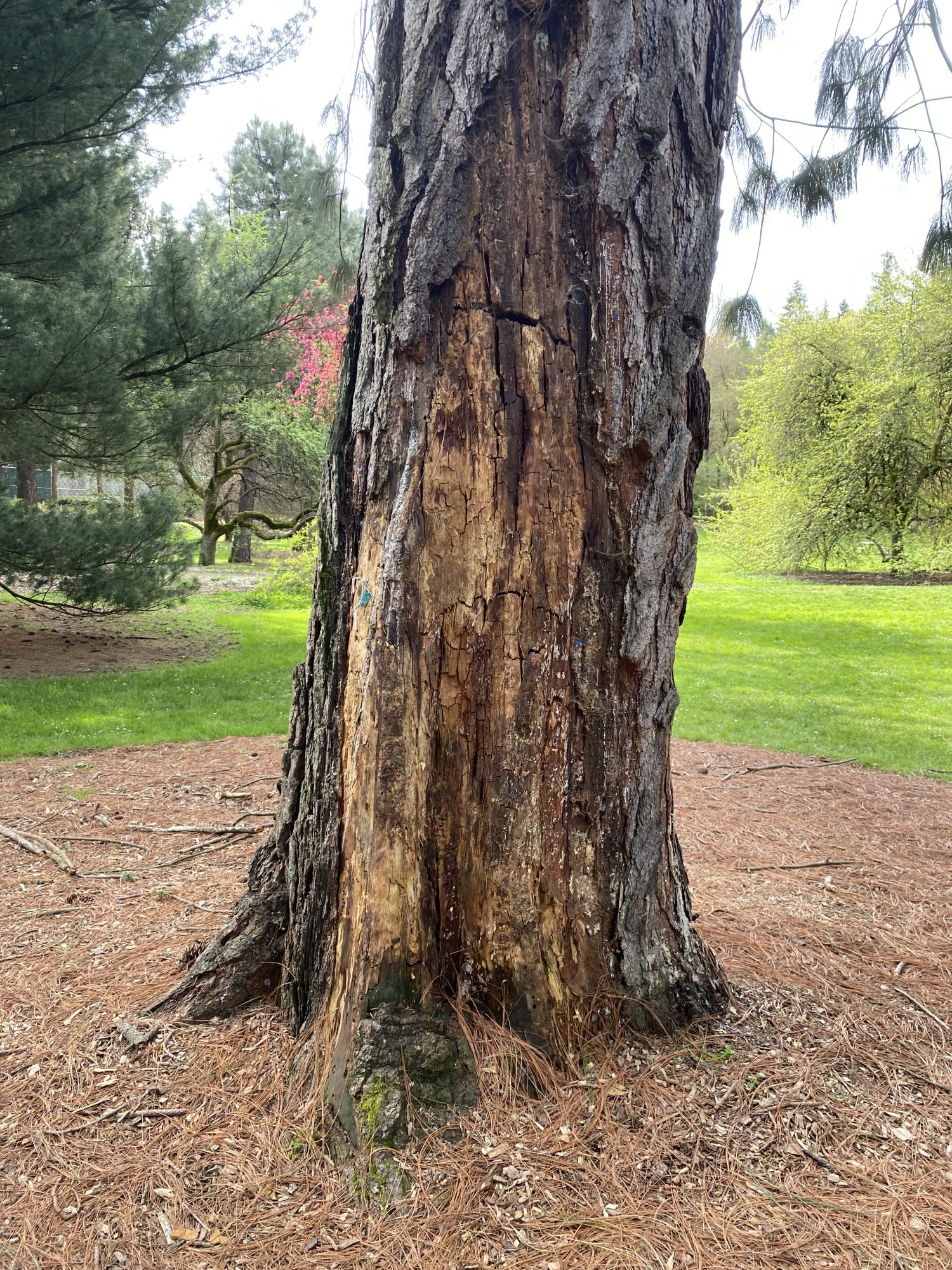 April Plant Profile: Montezuma Pine