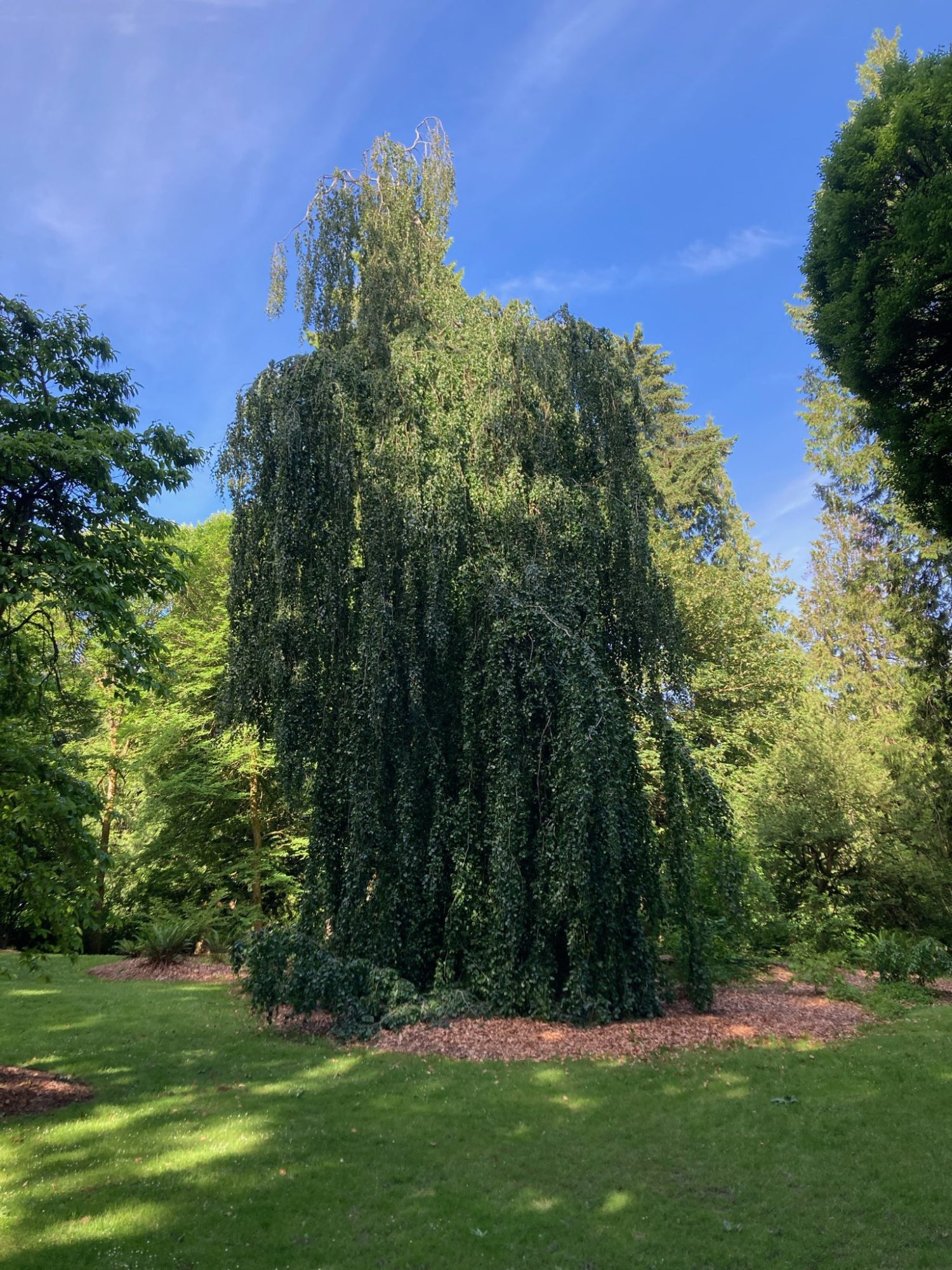 July Plant Profile: European Beech