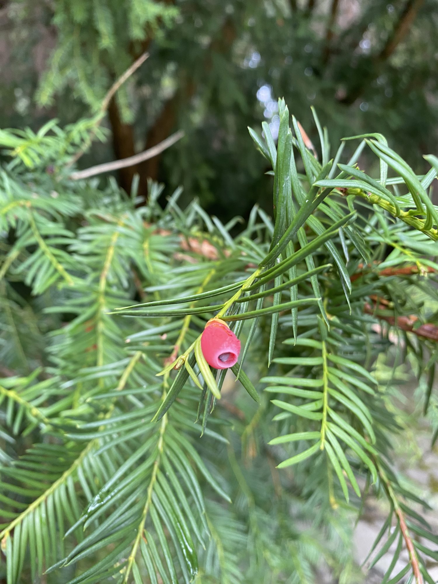Plant Profile: Taxus brevifolia