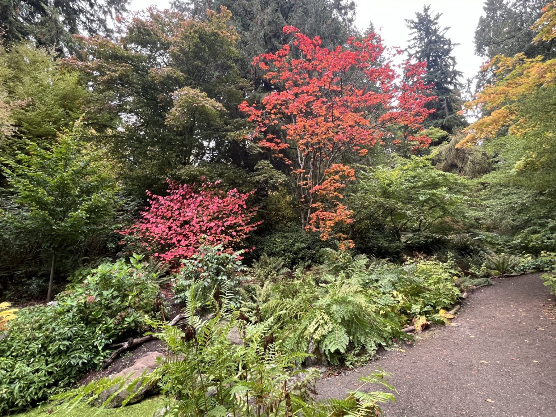 November Plant Profile: Disanthus cercidifolius