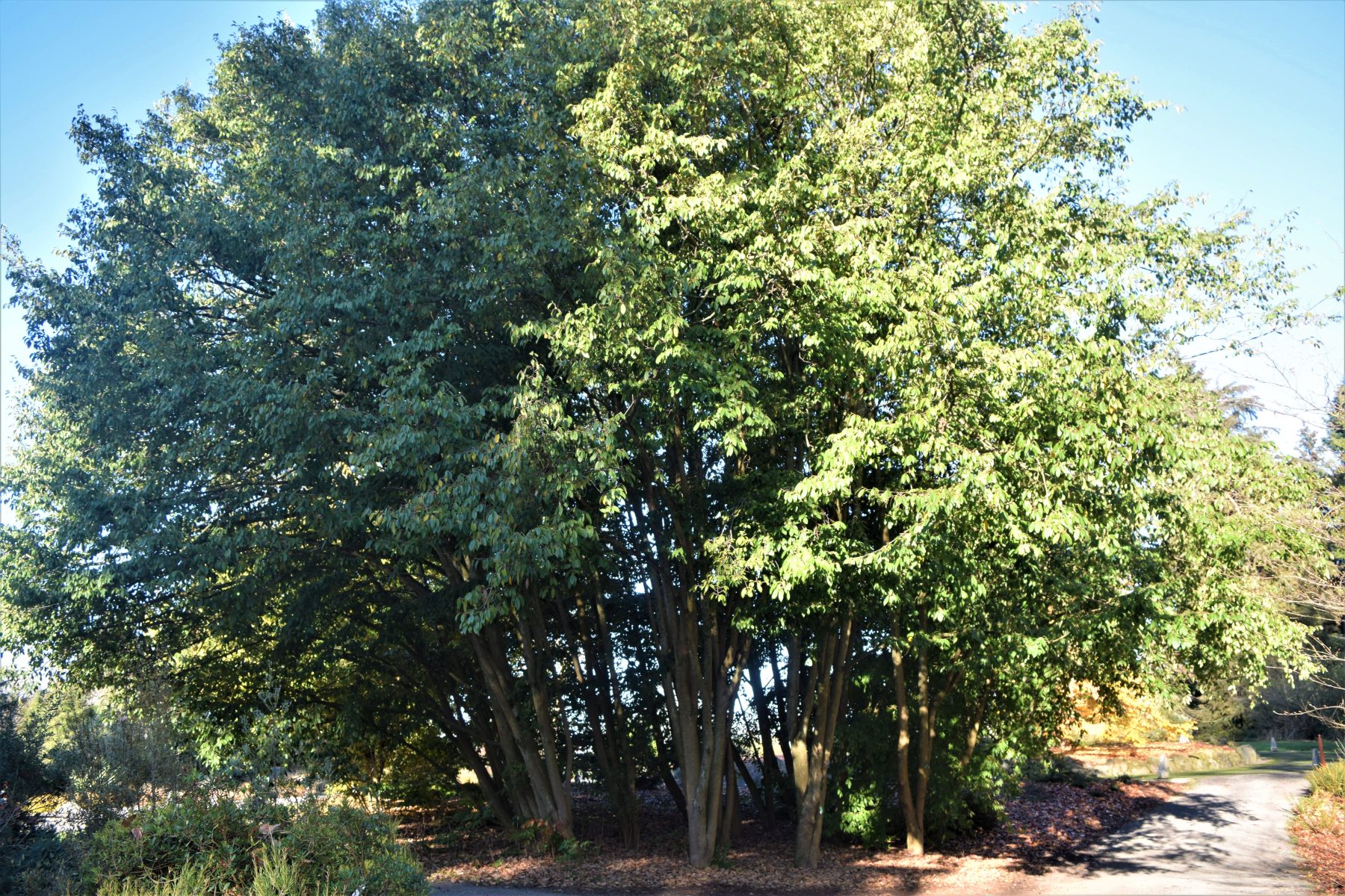 February Plant Profile: Sycopsis sinensis