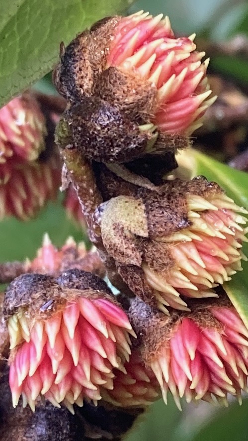 February Plant Profile: Sycopsis sinensis