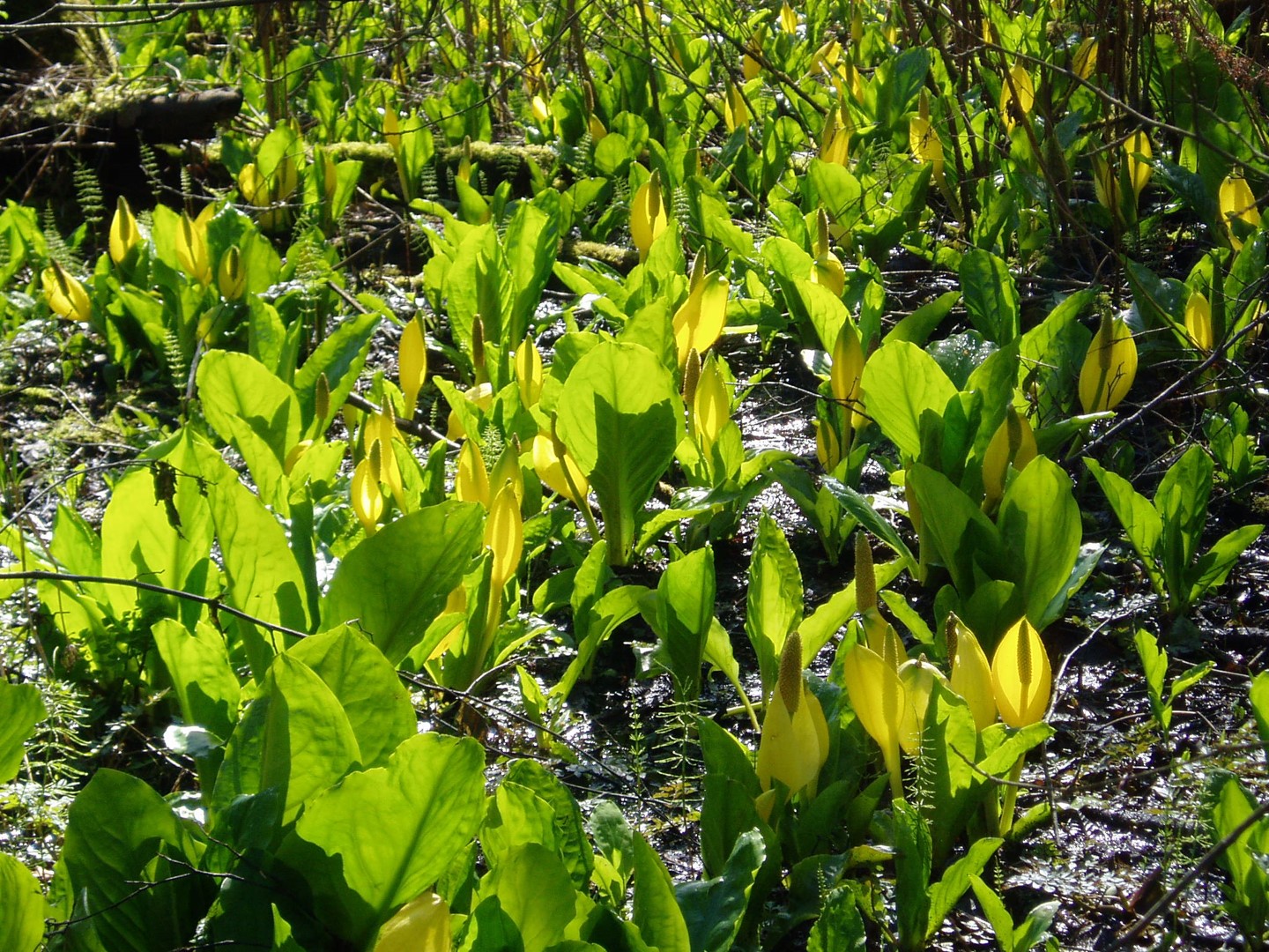 March Plant Profile: Lysichiton americanus