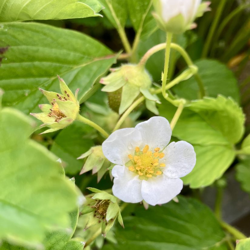 May Plant Profile: Fragaria sp