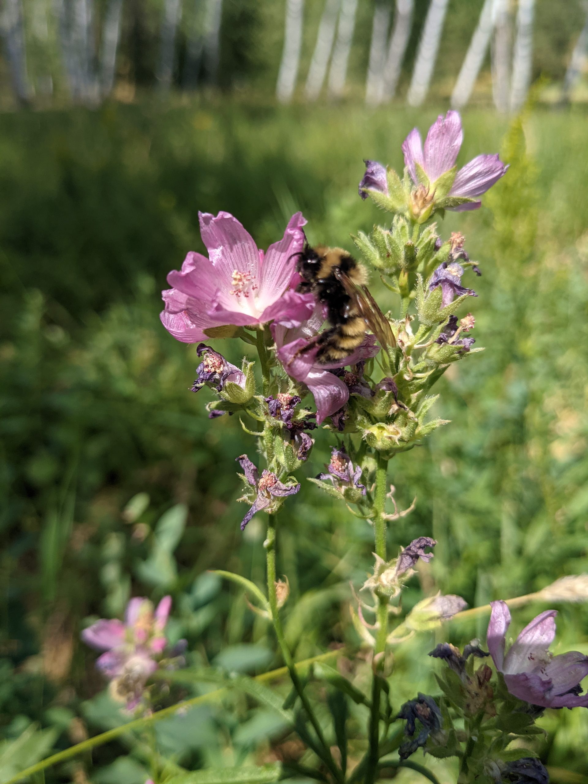 2025 Plant Conservation Leadership Summit